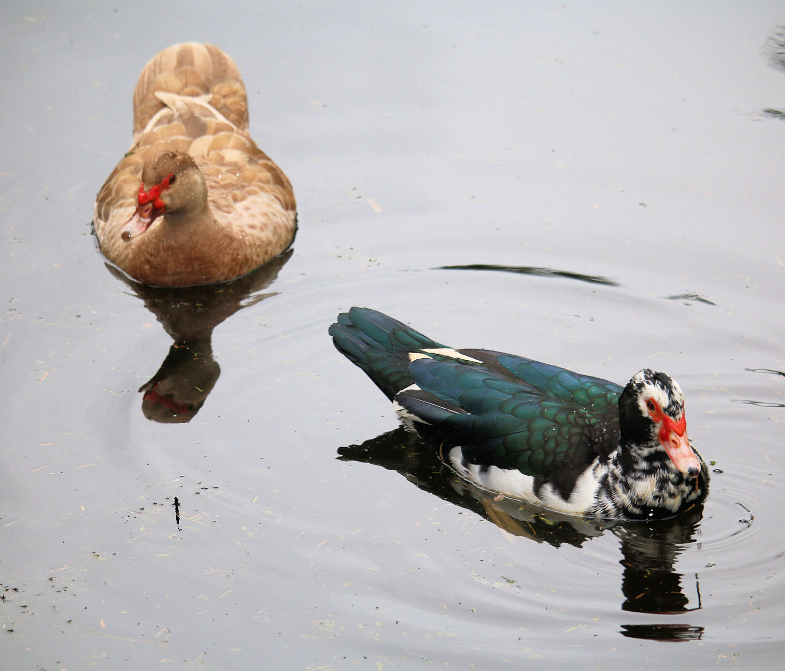 Muscovy Gallery – Camanna's Petite Paradise