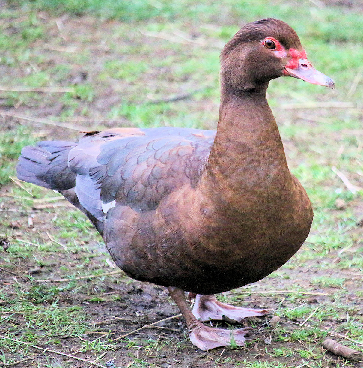 Muscovy Gallery – Camanna's Petite Paradise