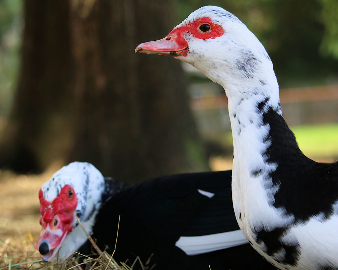 Muscovy Gallery – Camanna's Petite Paradise