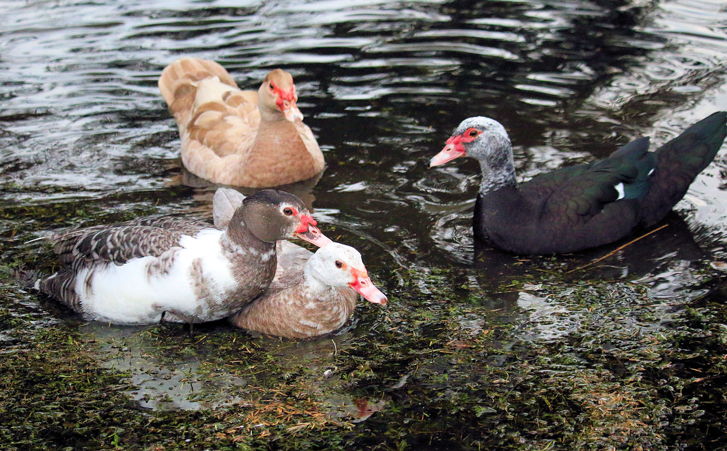 Muscovy Gallery – Camanna's Petite Paradise