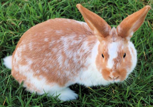 Rabbits – Camanna's Petite Paradise