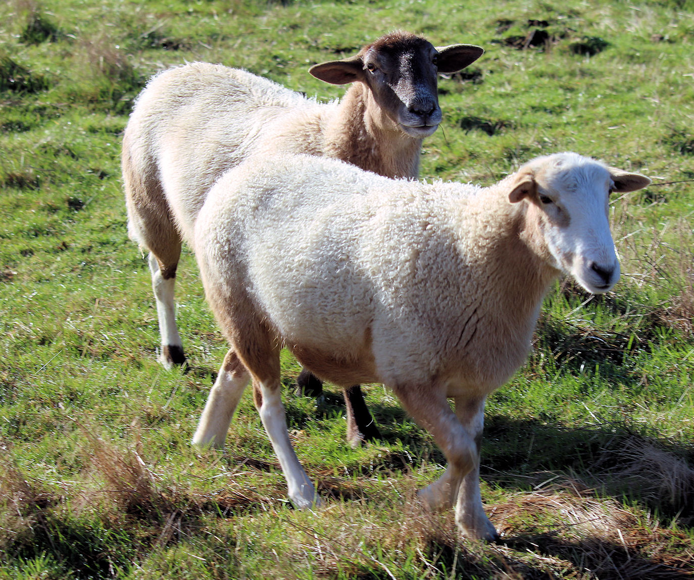 Llamas/Sheep – Camanna's Petite Paradise